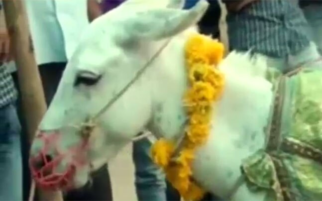 In Digital India, donkey tells future | IndiaToday