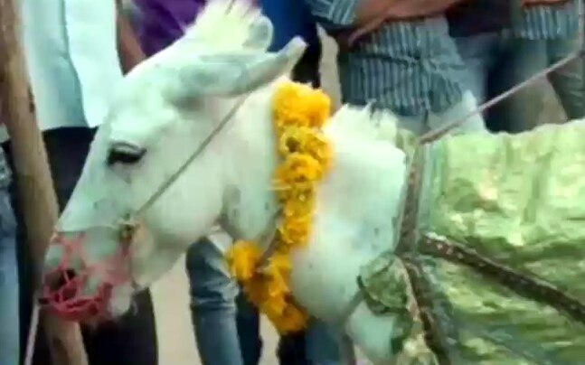 In 'digital' India, donkey tells future - India Today