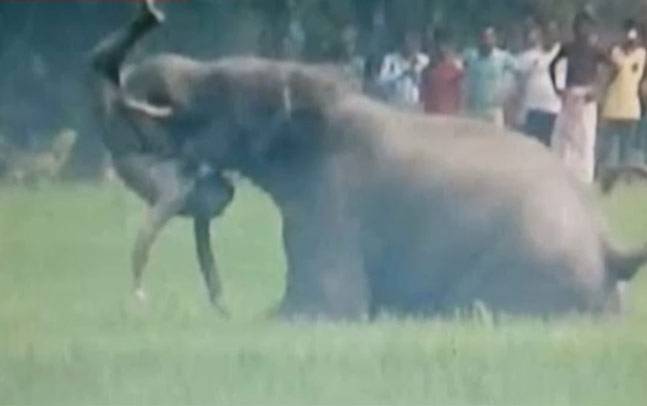 Elephant rampage in West Bengal kills 4 - India Today