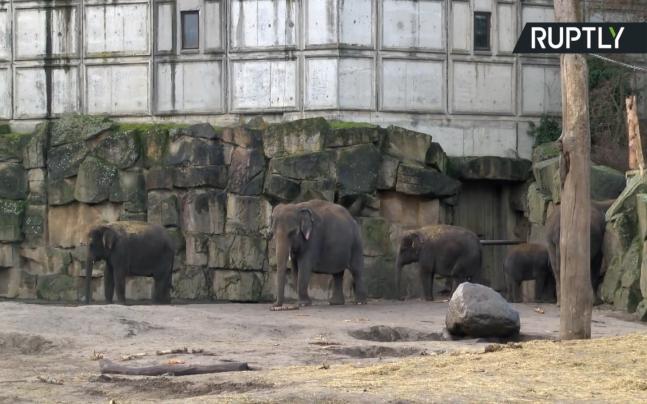 Berlin Zoo Celebrates as Edgar the Elephant Turns One | IndiaToday