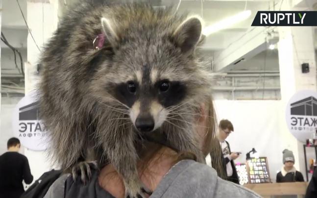 Pests or Pets? Domesticated Raccoons Becoming Increasingly Popular in ...
