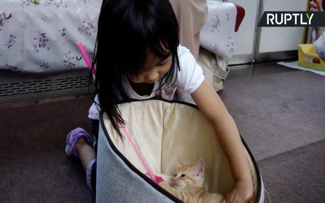 A Purrfect Ride! Feline Lovers Board the World's First Cat Cafe Train ...