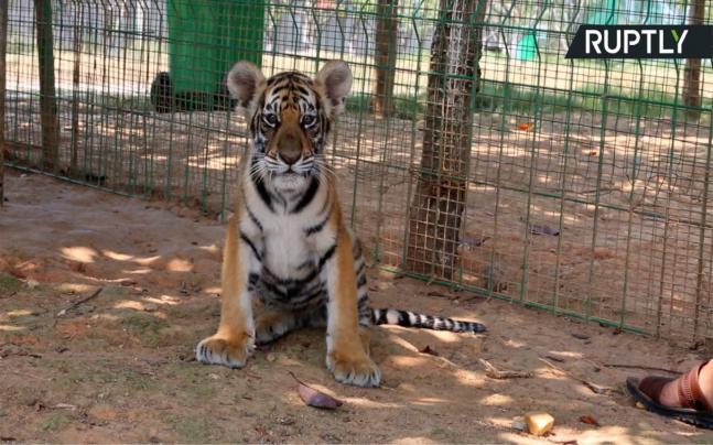 Chinese Tiger Breeder Raises 62 Tigers From Just 5 Felines in 10 Years ...
