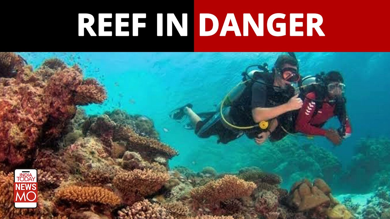 Is Great Barrier Reef In Danger? - India Today