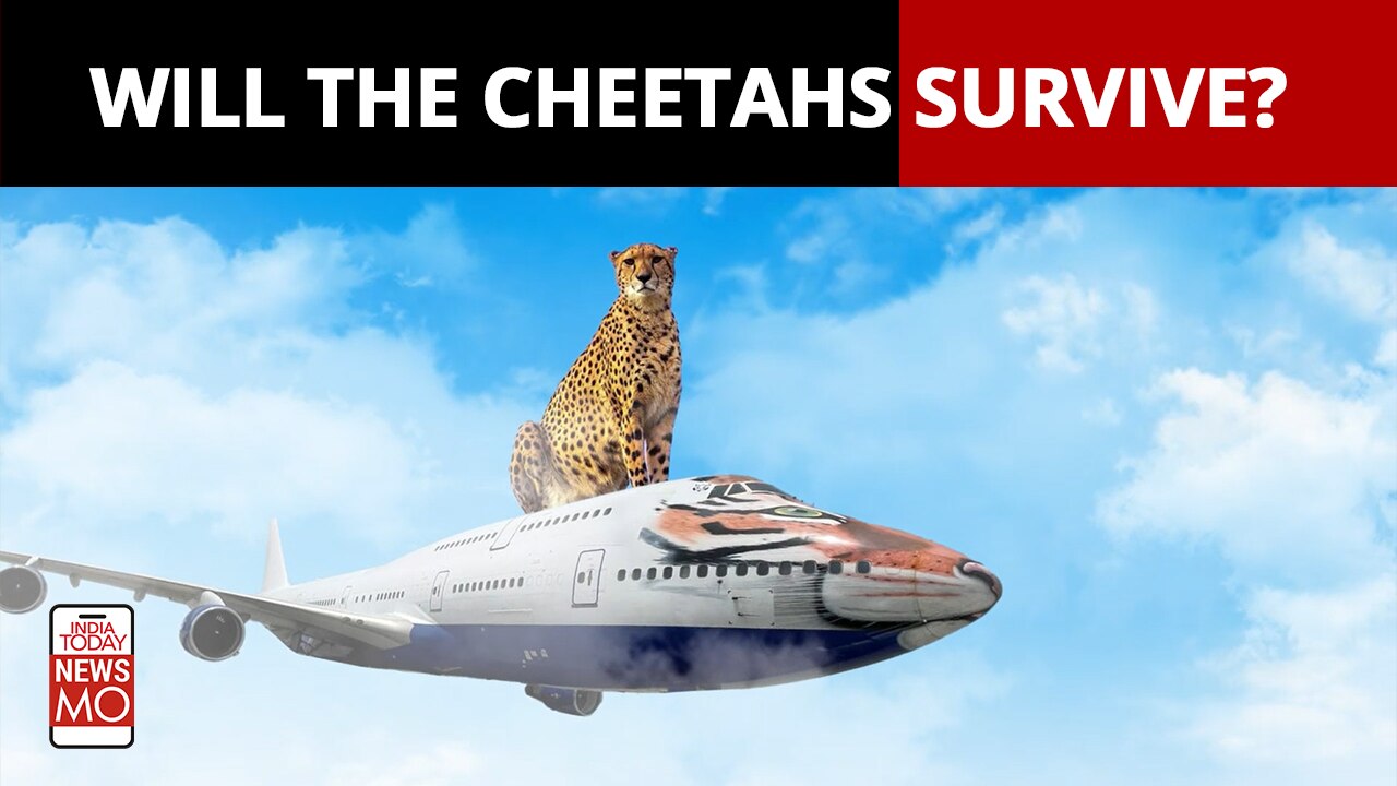 Project Cheetah: What are the challenges after the translocation of ...
