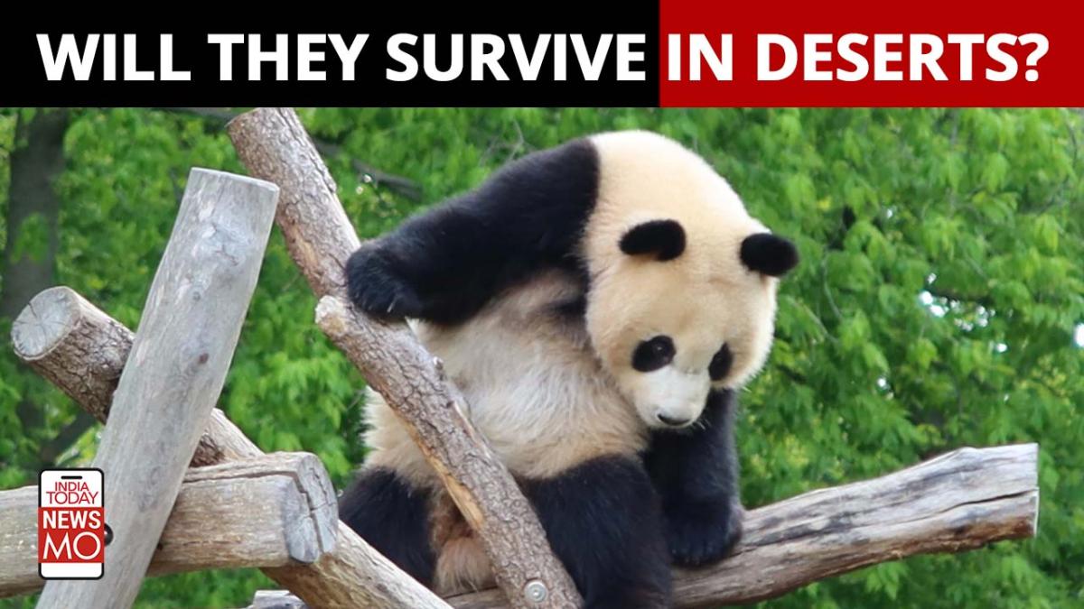 China gifted 2 pandas Suhail and Soraya to Qatar - India Today