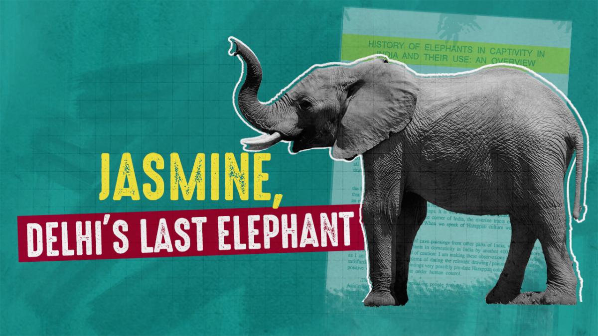 World Wildlife Day: How Delhi's 'last elephant' Jasmine went missing ...