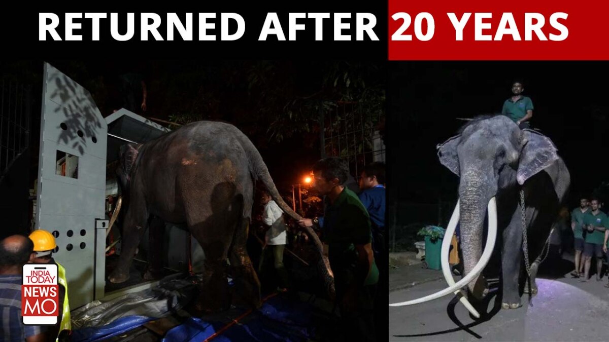 Why this elephant came back home to Thailand after 20 years - India Today