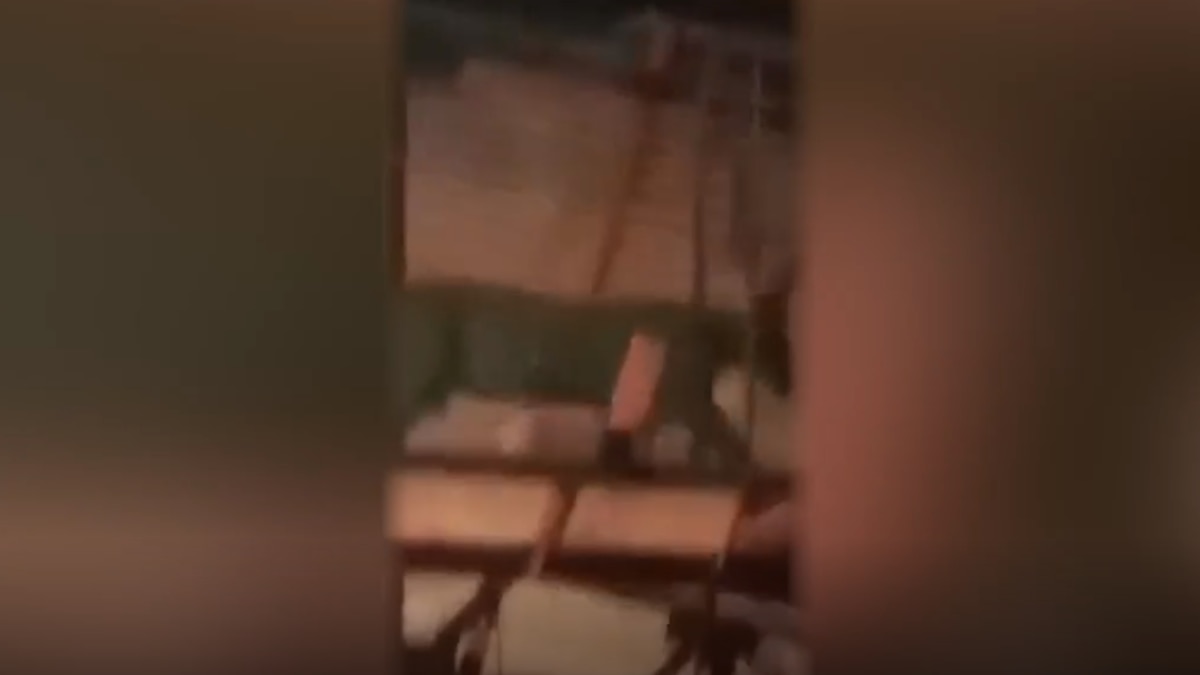 A leopard and its cub walk into a TV serial set. And then... - India Today