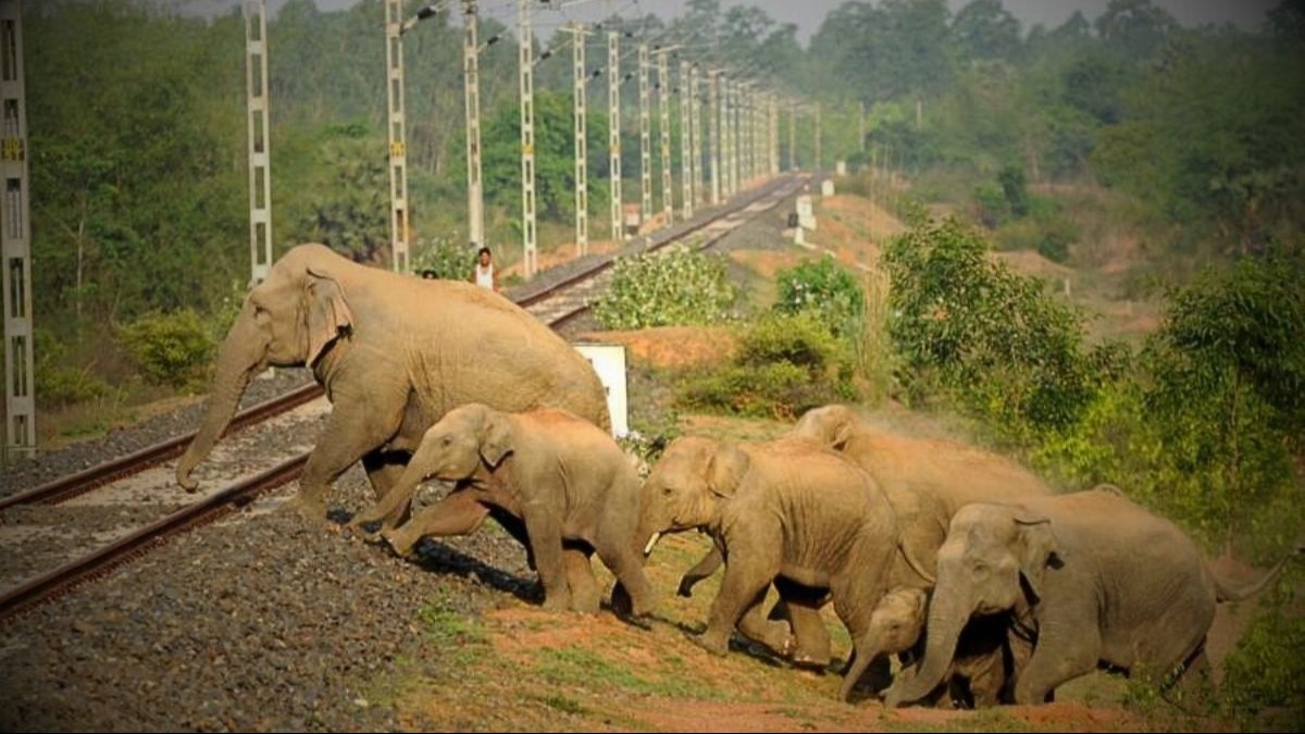 AI on guard: Sets sight on preventing elephant-train collisions - India ...