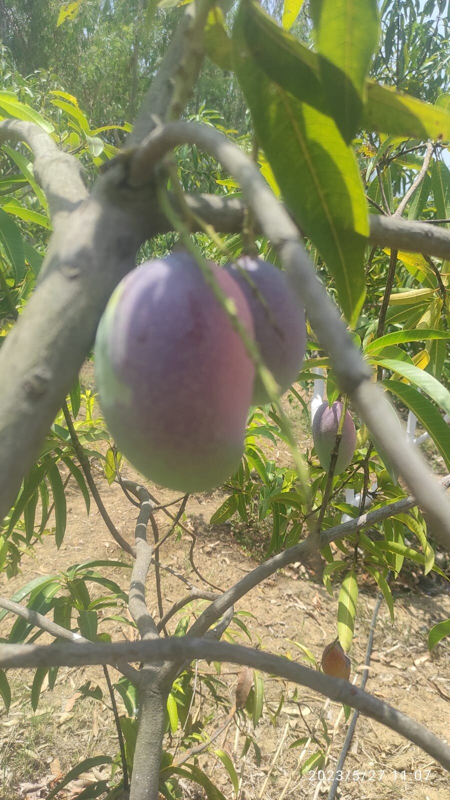 Mangoes Worth Rs 2 5 Lakh kg Stolen From Odisha Orchard After Owner Mangoes Worth Rs 2 5 Lakh kg Stolen From Odisha Orchard After Owner