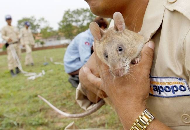 Meet Cambodia's mine clearing rats | IndiaToday