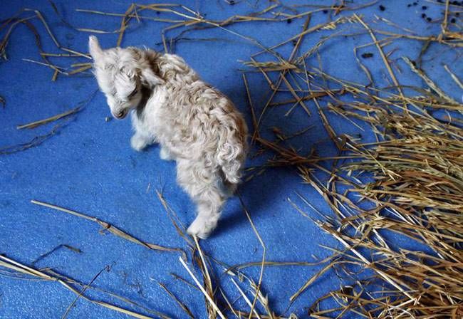 These 9 pictures of cloned animals will make you wonder the capability ...