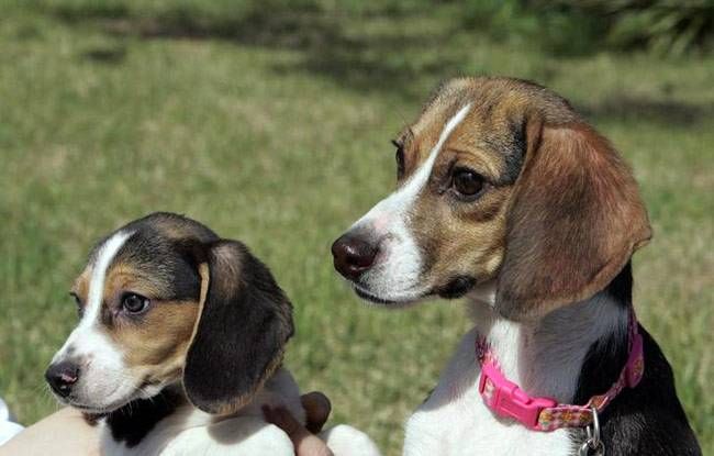 These 9 pictures of cloned animals will make you wonder the capability ...