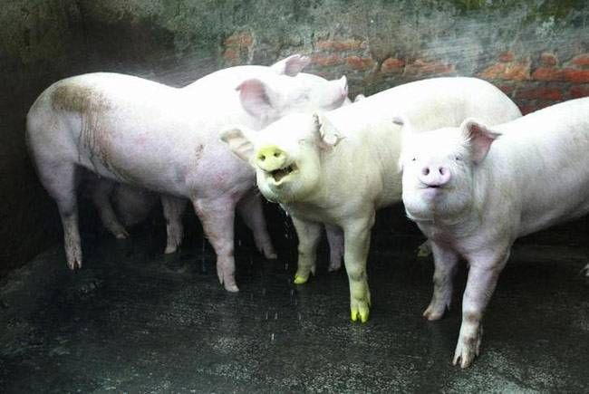 Check out these amazing genetically modified animals | IndiaToday