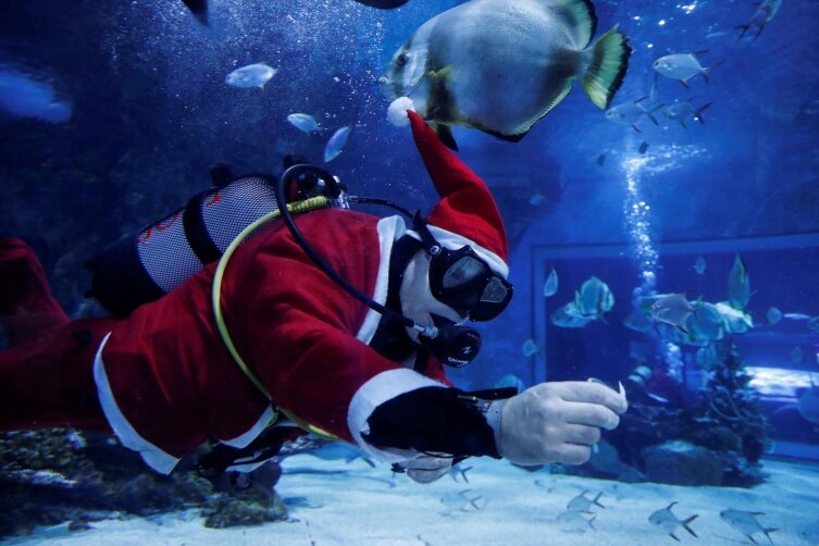 Santa for sharks: Divers dressed as Santa Claus feed fish in Budapest ...