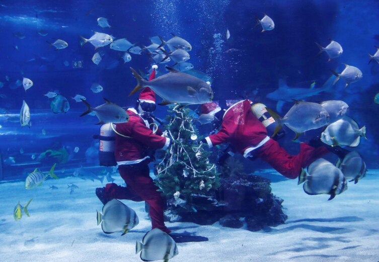 Santa for sharks: Divers dressed as Santa Claus feed fish in Budapest ...