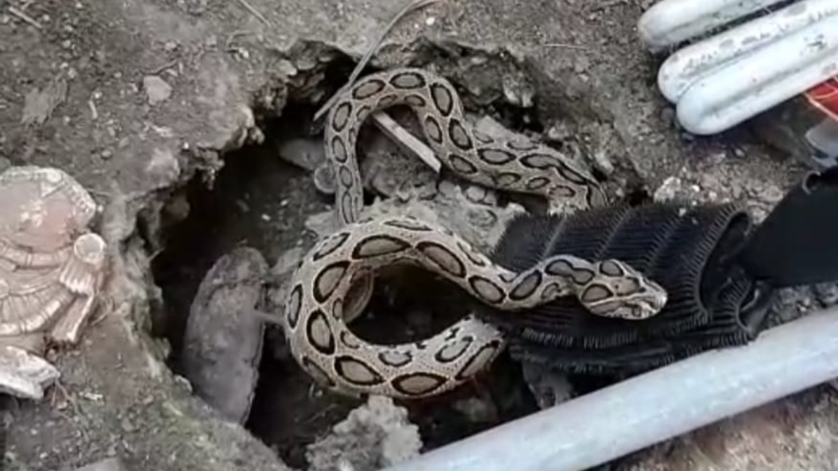 PHOTOS: গৃহস্থবাড়িতে ঘাঁটি গেড়েছিল ৫ ফুটের চন্দ্রবোড়া, রোদ্দুর ...