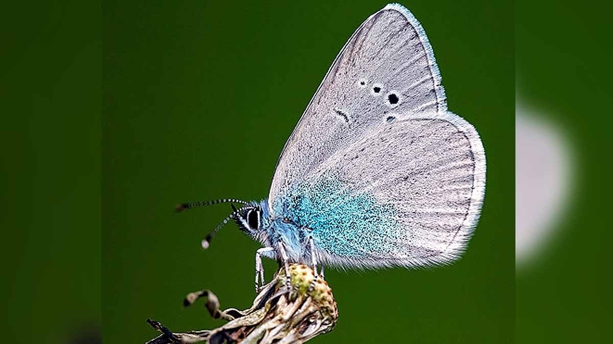 PHOTOS : মানুষের দাপটে চিরতরের জন্য উড়ে গিয়েছে এই প্রজাপতি