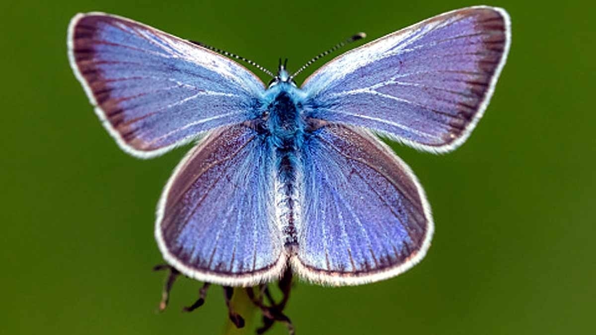 PHOTOS : মানুষের দাপটে চিরতরের জন্য উড়ে গিয়েছে এই প্রজাপতি