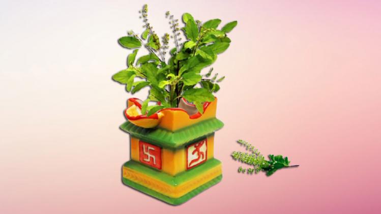 Tulsi Plant rules: তুলসি পাতা ছেঁড়ার সময় এই নিয়মগুলি না মানলেই বিপদ ...