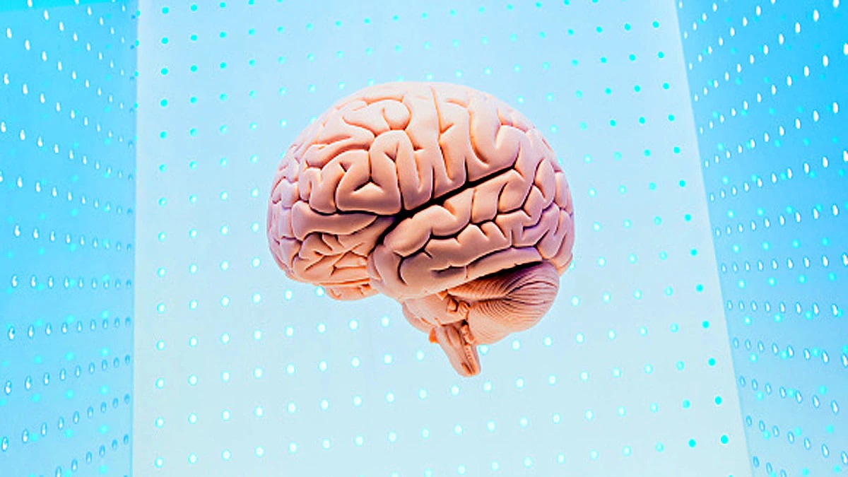 Human Brains: ৩ হাজার বছর আগে মানুষের মগজ কেন 'কুঁকড়ে' গেছিল? জবাব ...