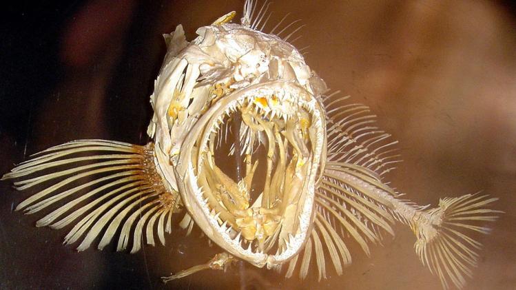 Pacific Lingcod Fish with 555 Teeth : এই মাছের ৫৫৫টি দাঁত! রোজ ২০টা ...