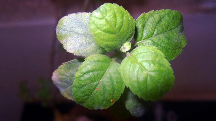 Tulsi Plant Rules: বাড়ির কোন দিকে তুলসি গাছ রাখলে মিলবে শুভ ফল? জানুন ...