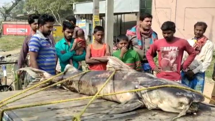 Rare Fish : নাকাশিপাড়ায় জেলেদের হাতে ৭০ কেজির বাগার মাছ, হইহই - Viral ...