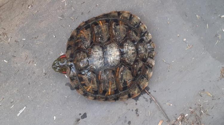 Tortoise Recover : বাঁকুড়ায় উদ্ধার আমেরিকার রাক্ষুসে কচ্ছপ ...