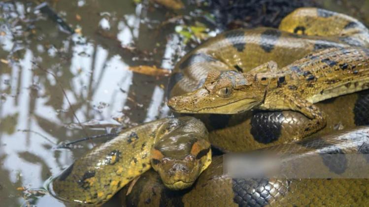 Anaconda VS Caiman: অ্যানাকন্ডা, কুমিরের তুমুল লড়াই ধরা পড়ল ...