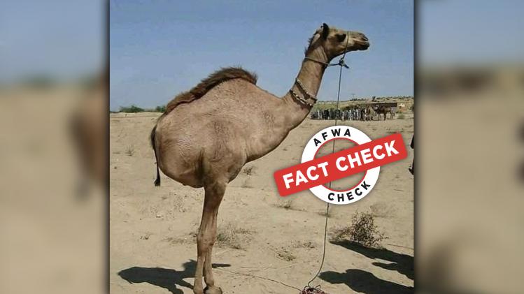 দু-পা বিশিষ্ট উটের ছবি সৃষ্টিকর্তার ইচ্ছা নয়, বরং ফটোশপের কারসাজি ...