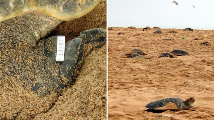 Olive Ridley Turtle ZSI Tagging : কেমন ওদের যাতায়াত, বাসা বাঁধা? জানতে ...