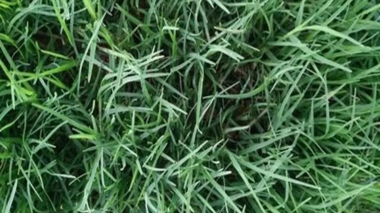 Durba Grass Benefits: রক্তশূন্যতা-অনিদ্রা দূর করতে দারুণ উপকারী দূর্বা ...