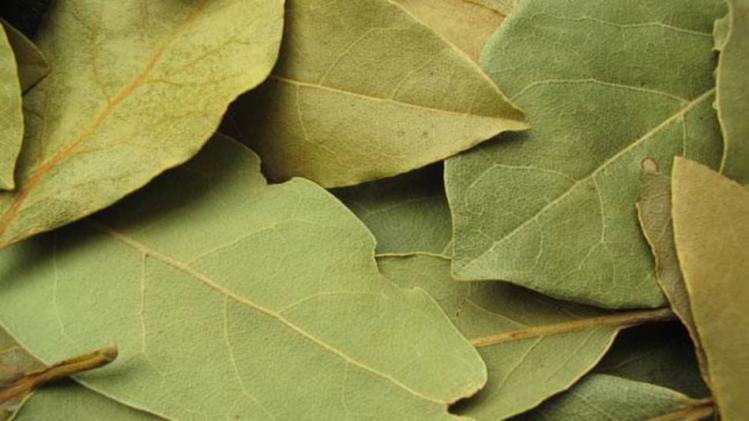 Bay Leaf Benefits: হার্ট অ্যাটাক রুখে দেয় এবং... রোজ তেজ পাতা সাক্ষাত্ ...