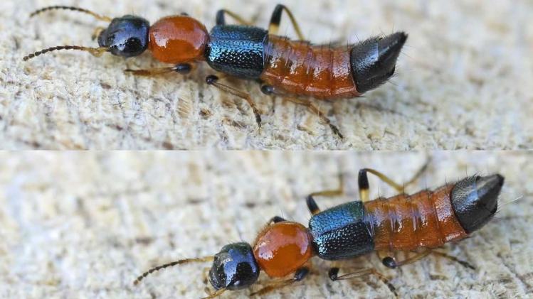 Nairobi Fly Acid Fly : গোখরোর বিষের চেয়েও ১৫ গুণ বিষাক্ত রোভ বিটল ...