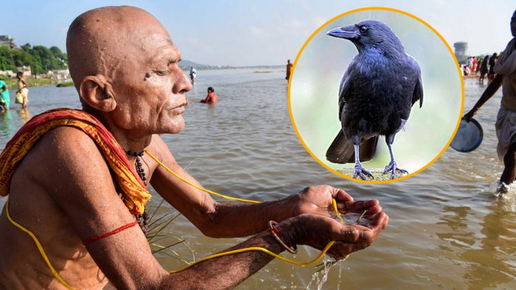 Pitru Paksha- Shraddha & Crow: পিতৃ শ্রাদ্ধে কেন কাককে খাওয়ানো অত্যন্ত ...