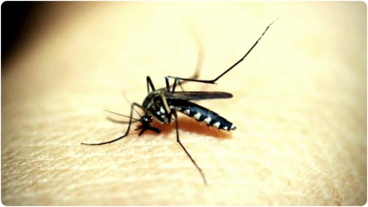 Dengue Mosquito: ডেঙ্গির মশা কেমন দেখতে, কখন কামড়ায়, চিনবেন কীকরে ...
