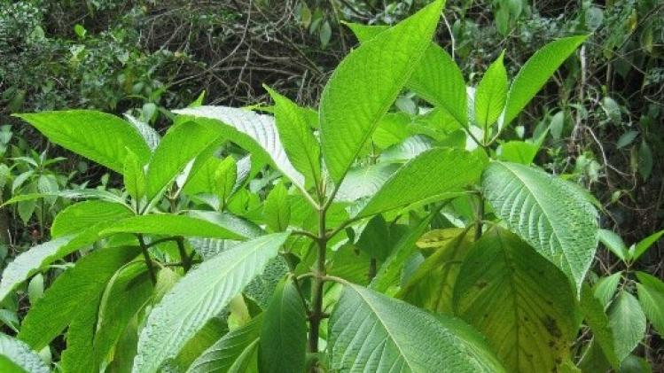 - himalayan vasaka leaves benefits consuming the juice of this leaf one ...