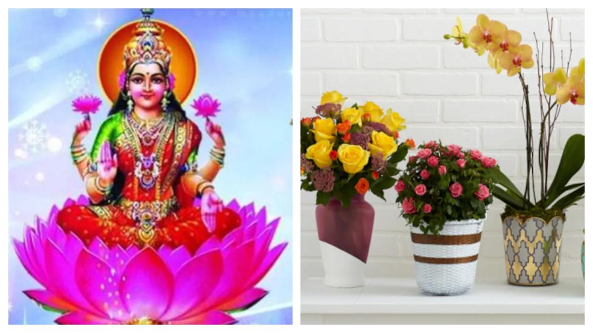 Oleander Plant Vastu Tips : অর্থাভাবে বাড়িতে লাগান এই ফুলগাছ, ফল পাবেন ...