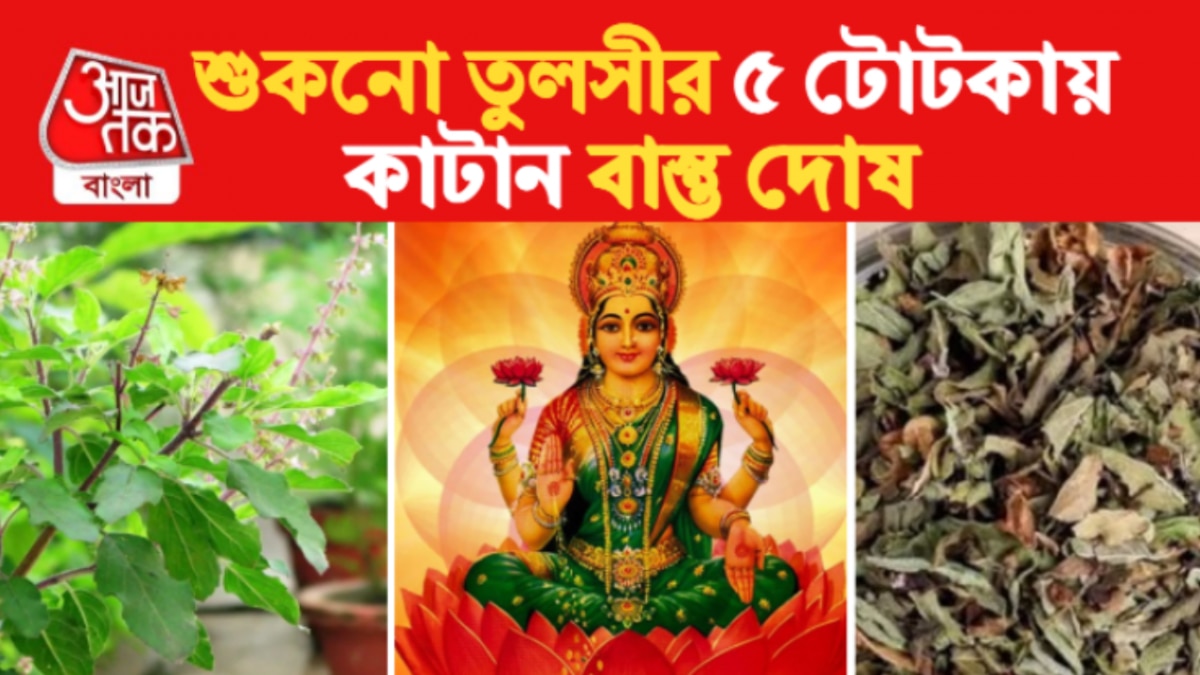 Dried Tulsi Leaves Remedies: শুকনো তুলসী পাতা দিয়ে ফেরা ভাগ্য ...