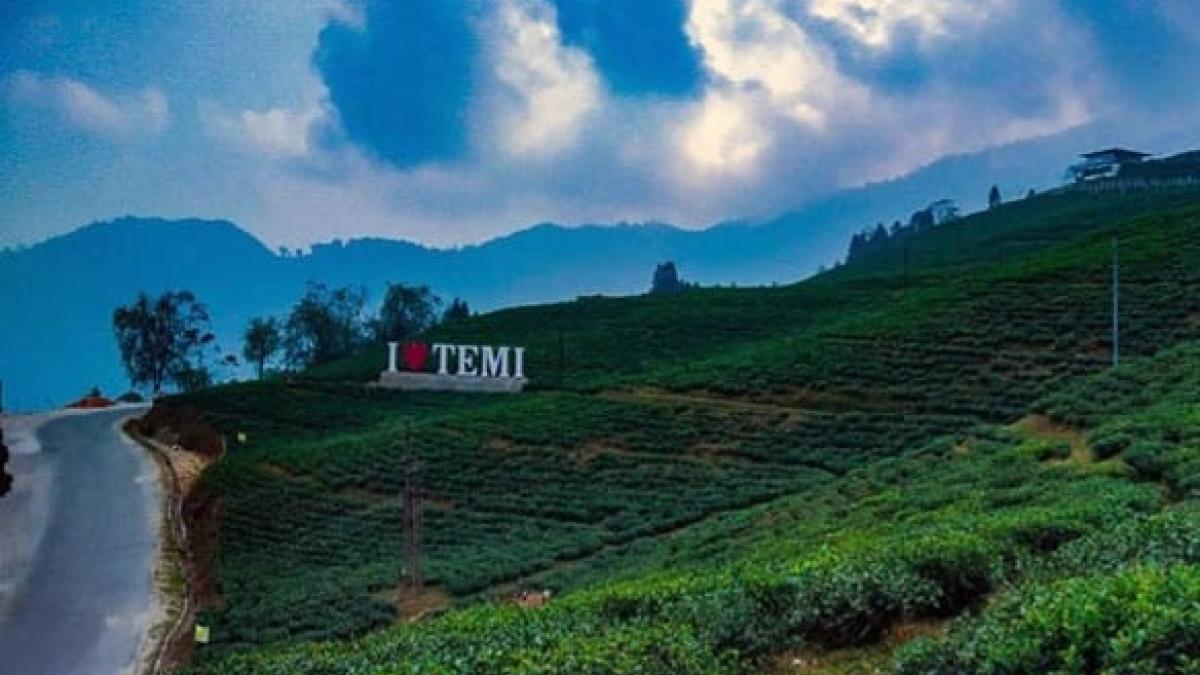 Sikkim Offbeat Temi Tea Garden: মেঘে ঢাকা চায়ের বাগান, চেরি ব্লসমের ...