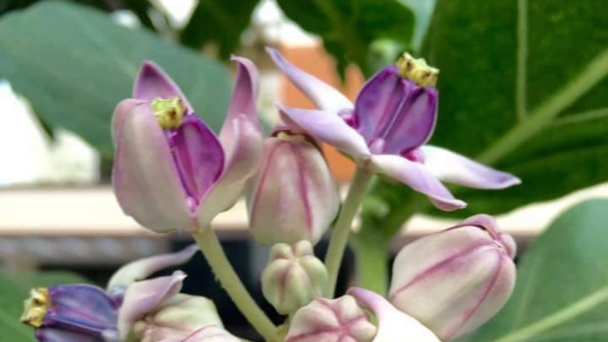 Akanda Flower Vastu Tips : রাতারাতি বদলাবে ভাগ্য, হাতে আসবে মোটা টাকা ...