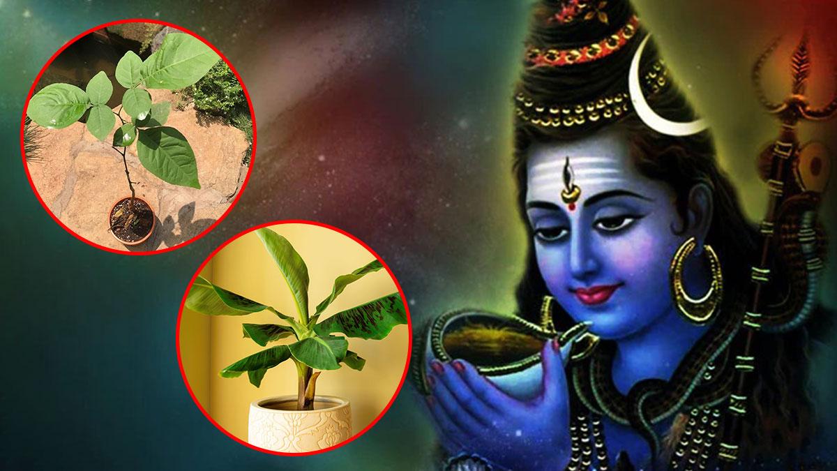 Sawan 2023 Lucky Plants: শ্রাবণে বাড়িতে লাগান এই গাছ, অর্থ সংকট ঘুচে ...
