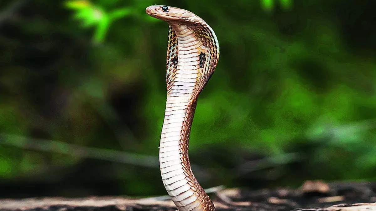 Kalach Snake Bite: ঘুমন্ত অবস্থায় কালাচের ছোবল মা ও দুই মেয়েকে ...
