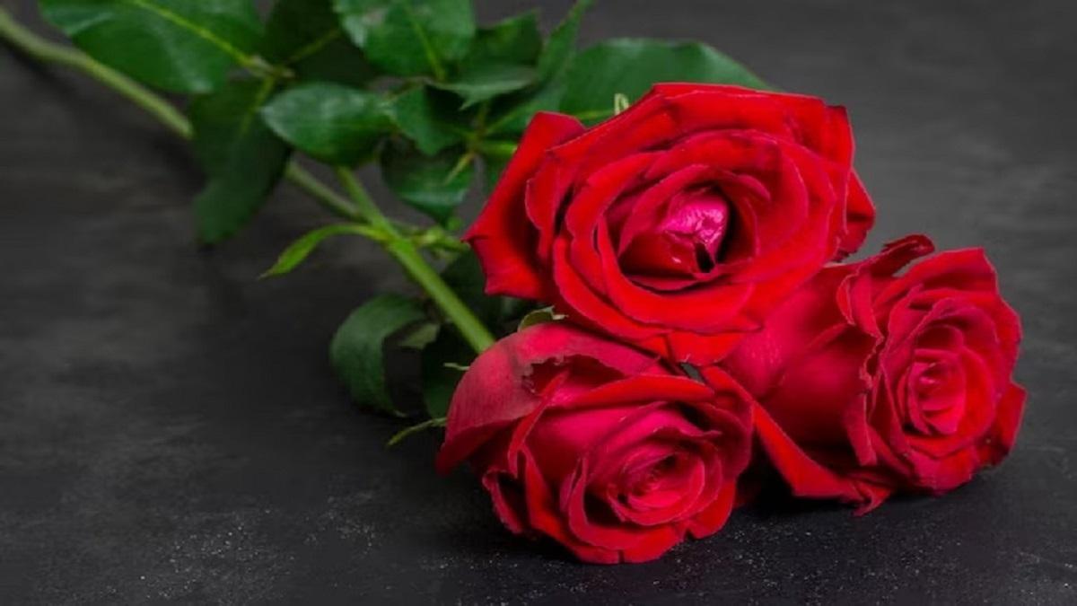 Rose Amazing Benefits: শুধু সুগন্ধ- সৌন্দর্যের জন্য না, গোলাপের রয়েছে দারুণ ওষধি গুণ - Rose ...
