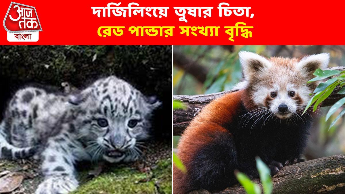 Darjeeling Snow Leopard Red Panda: দার্জিলিংয়ে বাড়ছে তুষারচিতা-রেডপান্ডা, পুজোর আগে দেখা যাবে ...