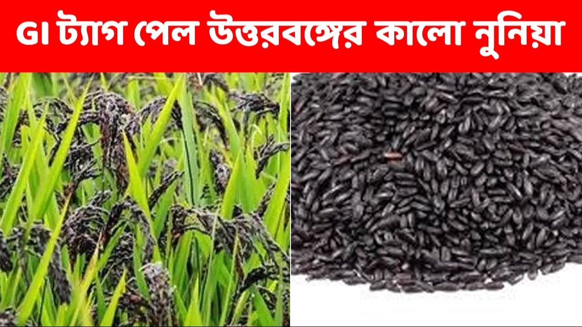 Kalo Nunia GI Tag: বড় স্বীকৃতি কালো নুনিয়ার, এবার GI ট্যাগ পেল ...