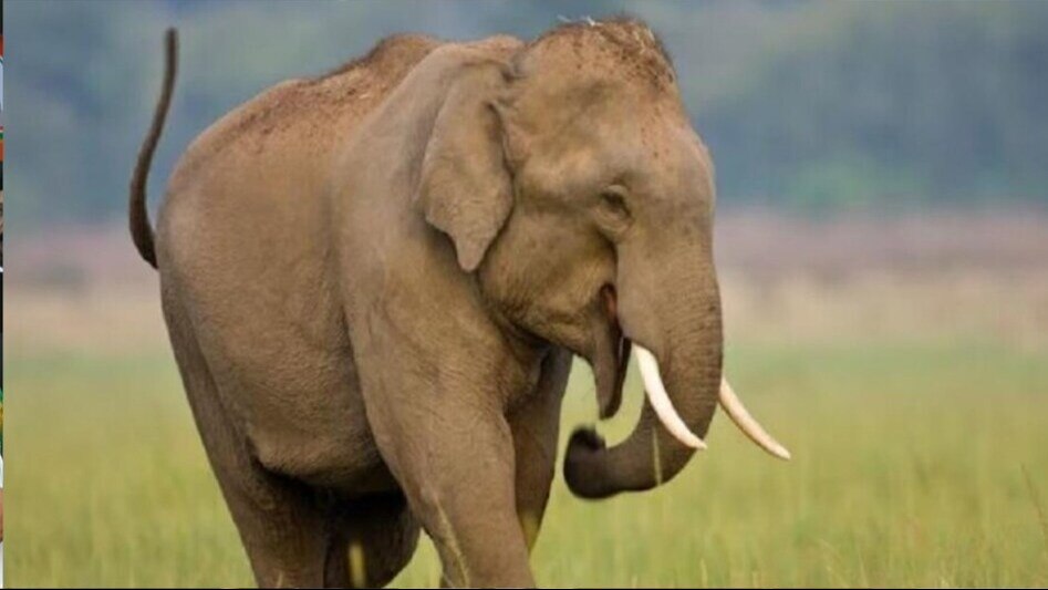 Elephant Attack Dooars: ডুয়ার্সের মাদারিহাটে বুনো হাতির হানায় একই ...