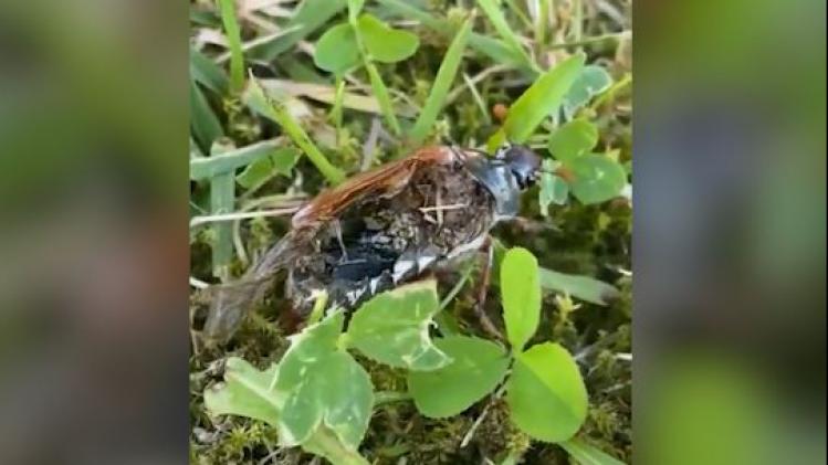 Zombie Bug: হেঁটে চলা এই পোকাটি আসলে প্রেতাত্মা? ভয়াবহ VIDEO VIRAL ...